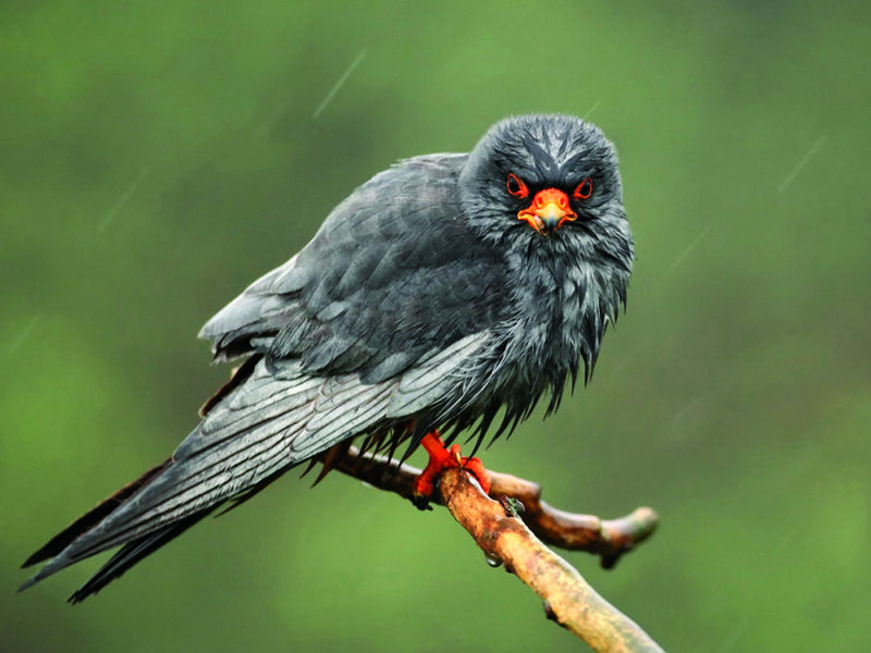 Chorley Photographic Society • Northern Life