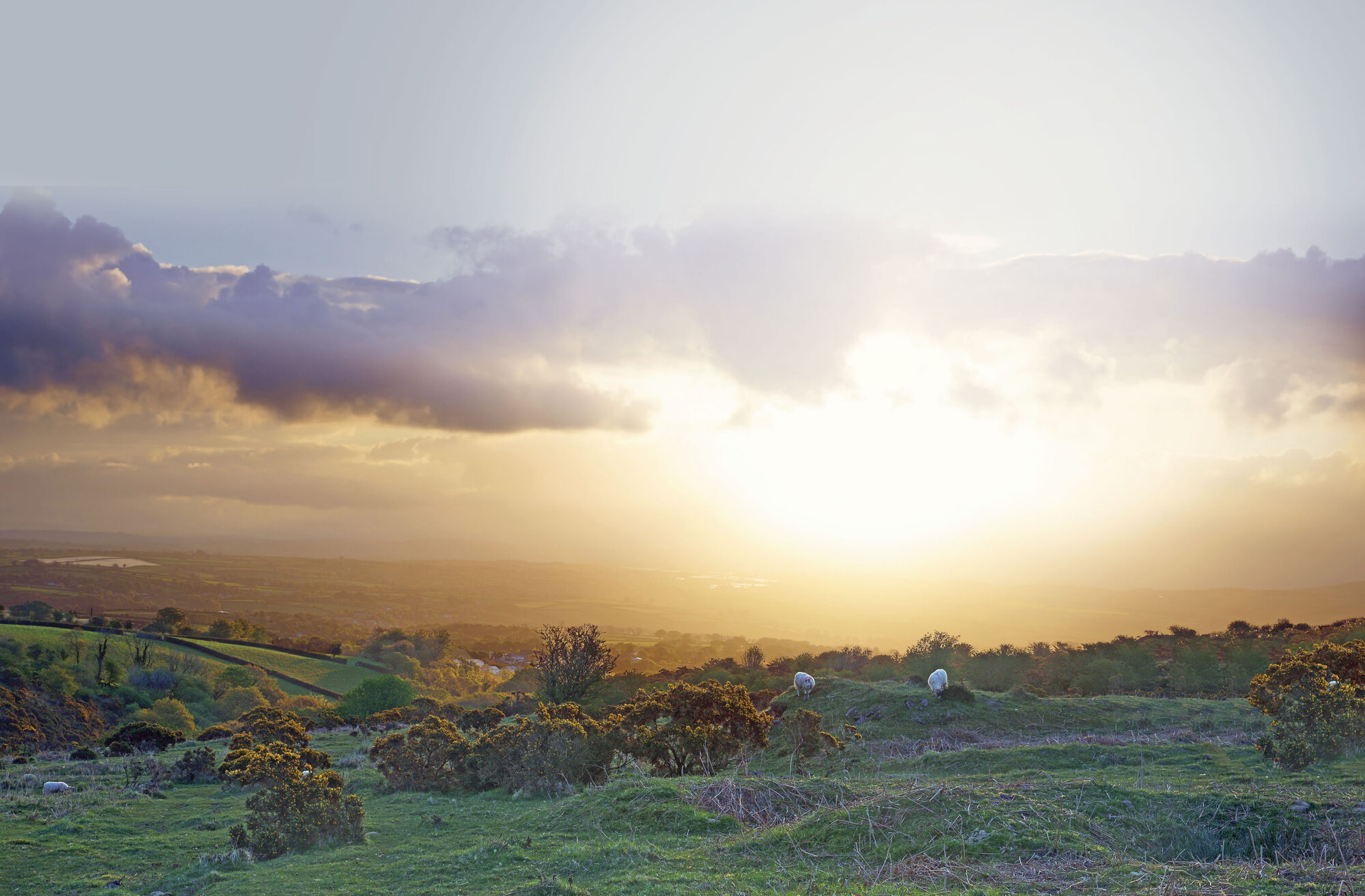 A Moors Morning • Northern Life