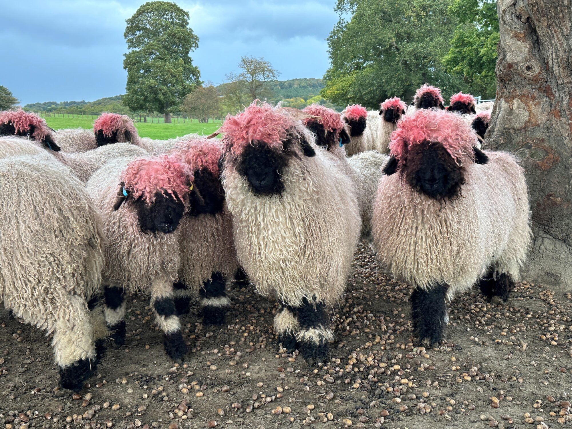 A Flock of Pedigree Sheep are Tickled Pink at Cannon Hall Farm ...