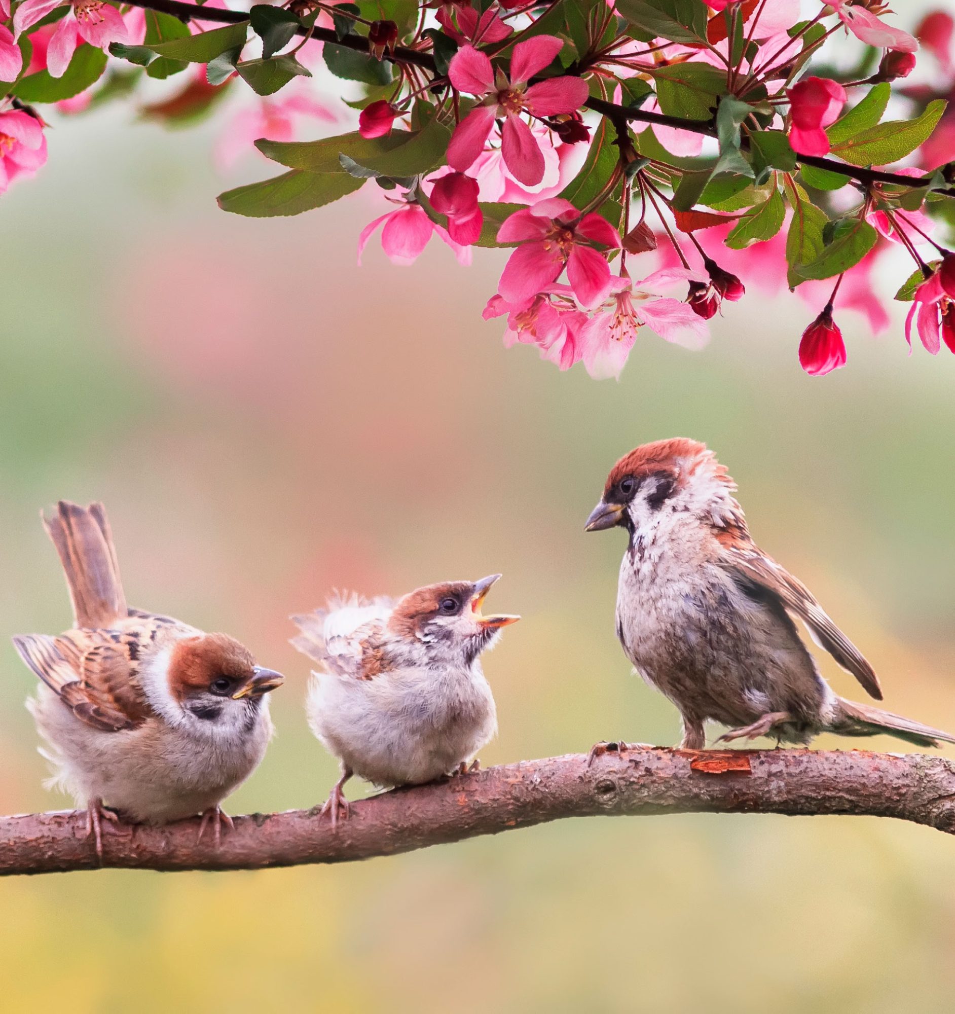 Bringing Birds to Your Garden • Northern Life