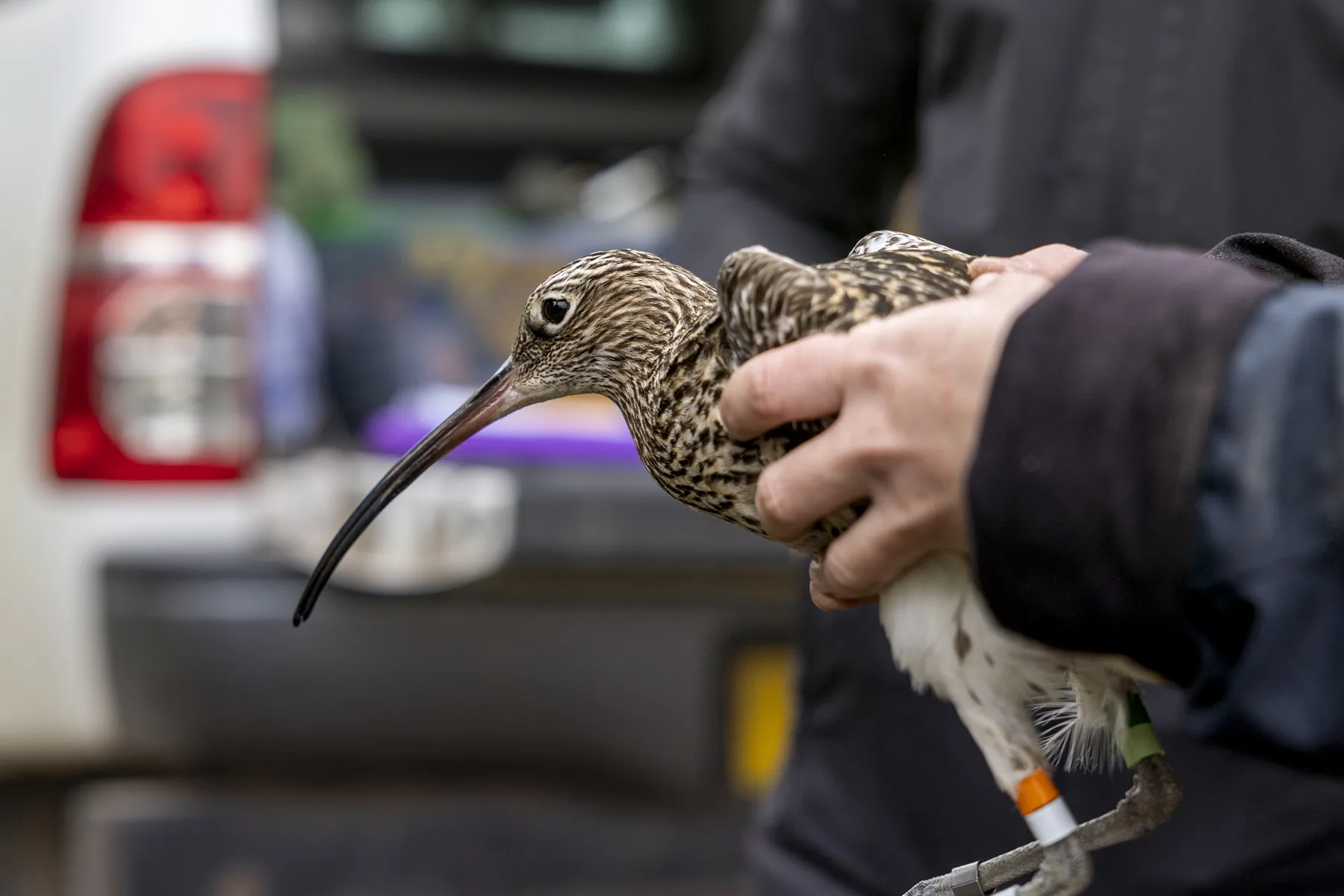 The Story of Curlew Tagging • Northern Life