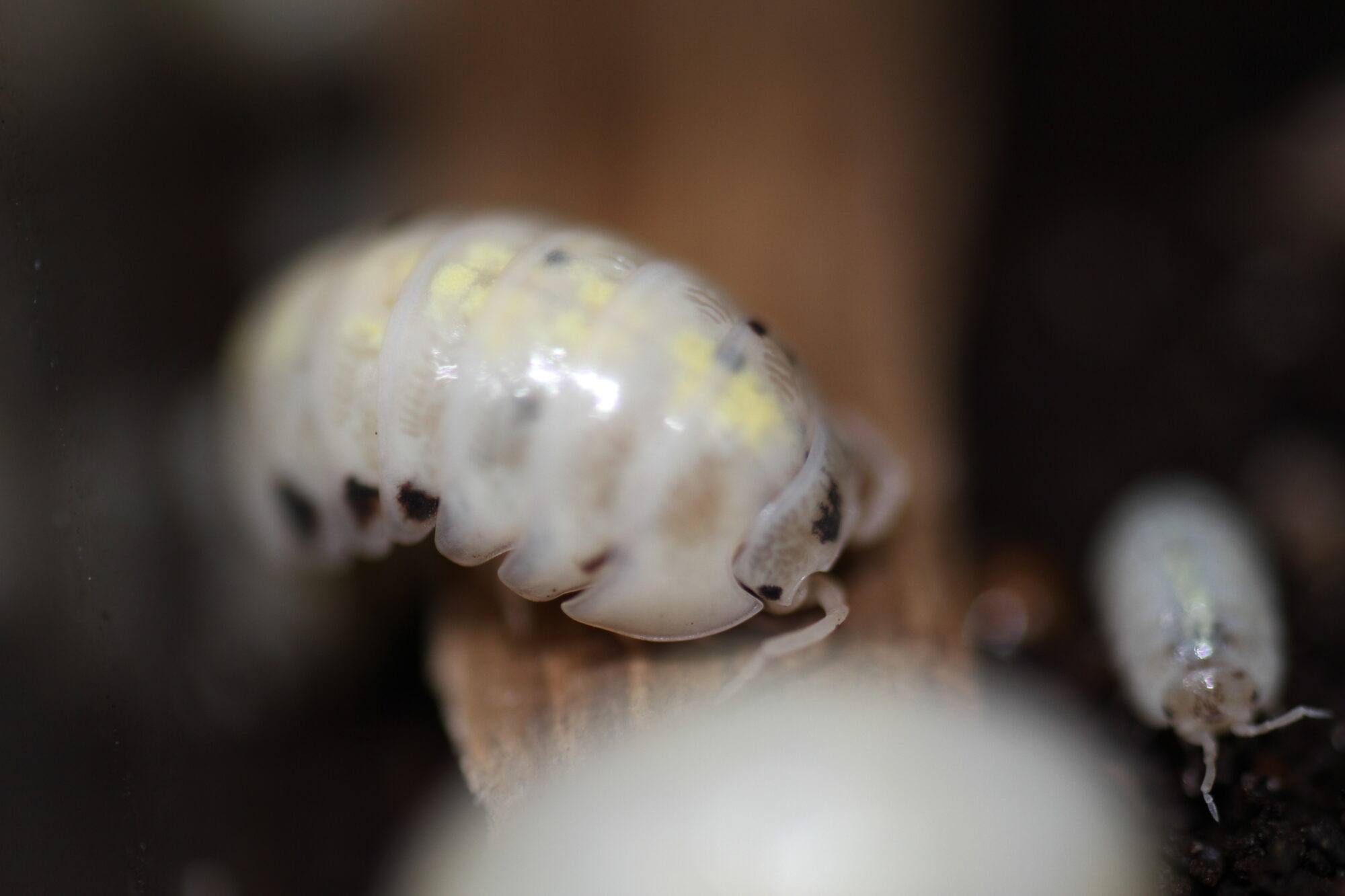 The Role of Isopods in Soil Health and Decomposition • Northern Life